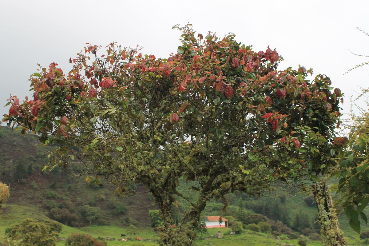 MU/chiso - Muysc cubun - Lengua Muisca