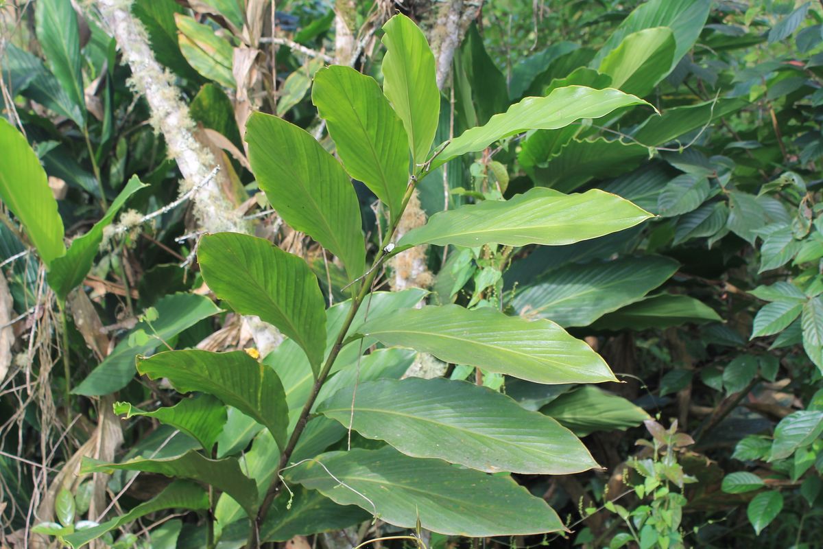 MU/surca - Muysc cubun - Lengua Muisca